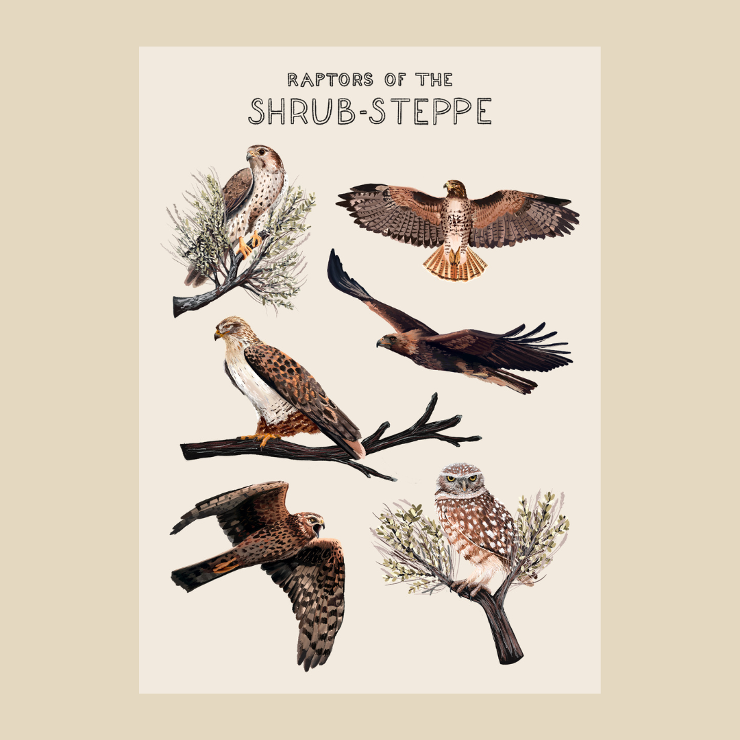 Raptors of the Shrub-Steppe Sticker Sheet – HawkWatch International