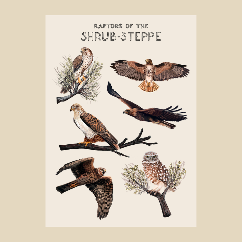 Raptors of the Shrub-Steppe Sticker Sheet – HawkWatch International